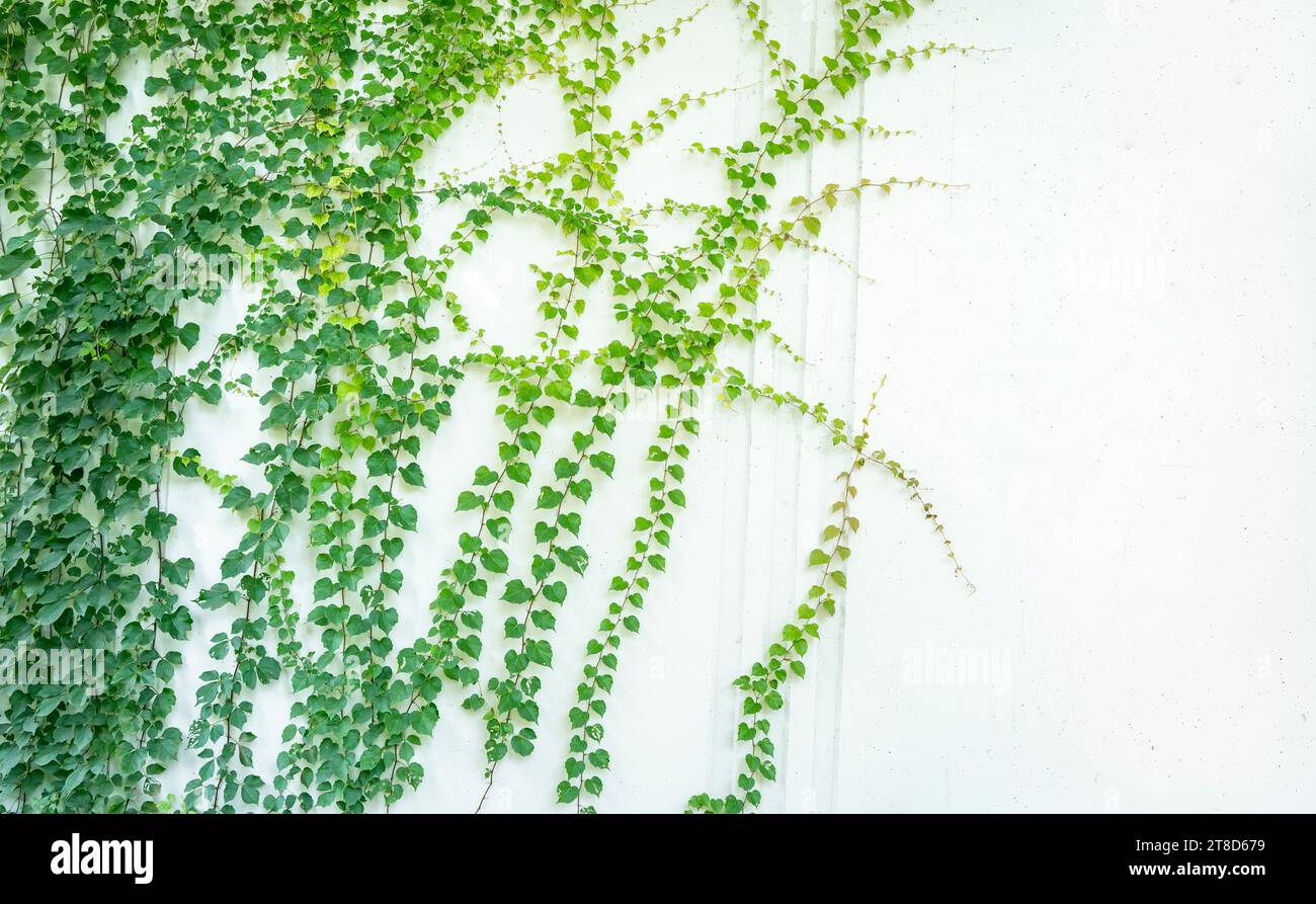 Ivy twig with small green leaves isolated on white wall Stock Photo - Alamy