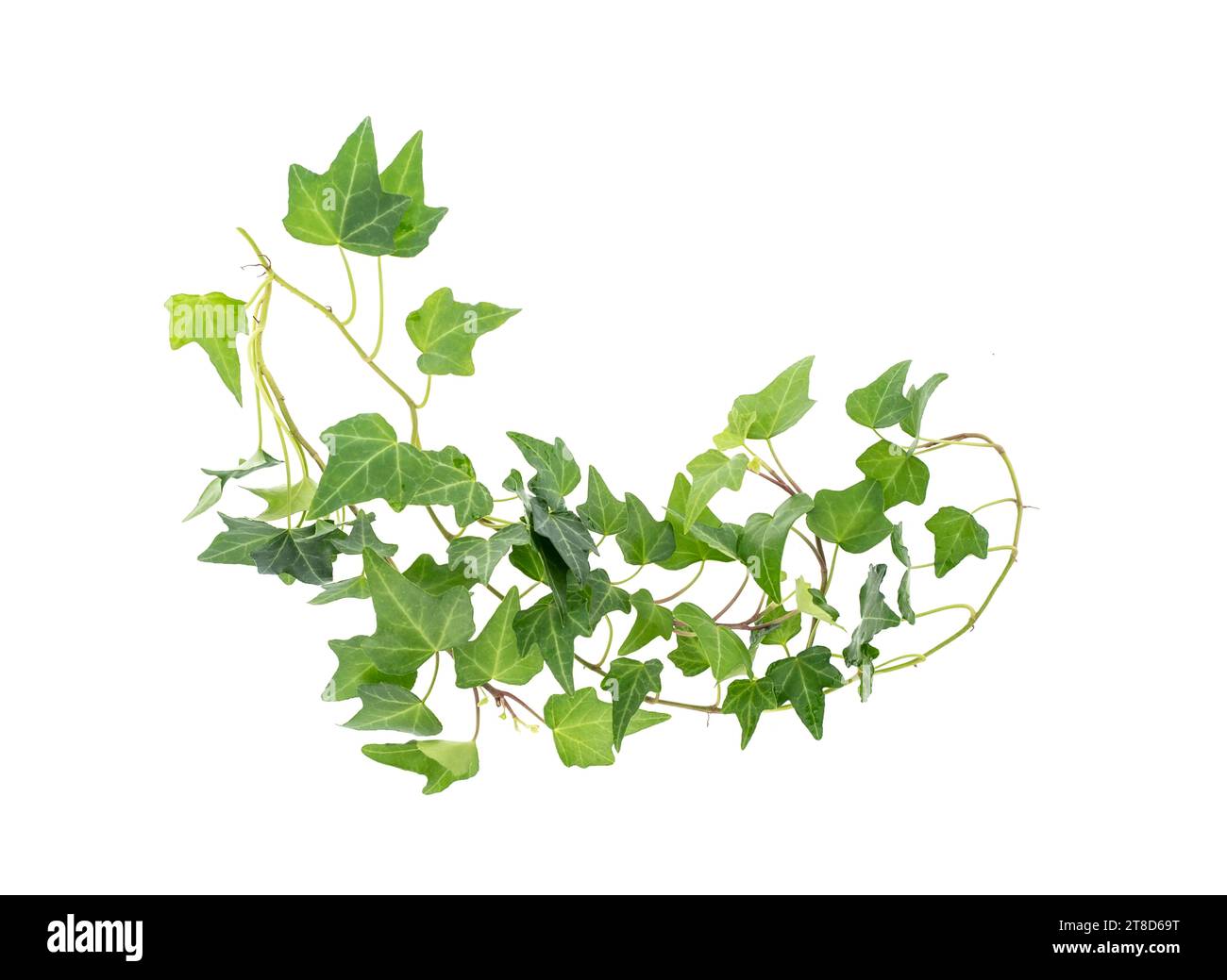 ivy isolated on a white background Stock Photo - Alamy