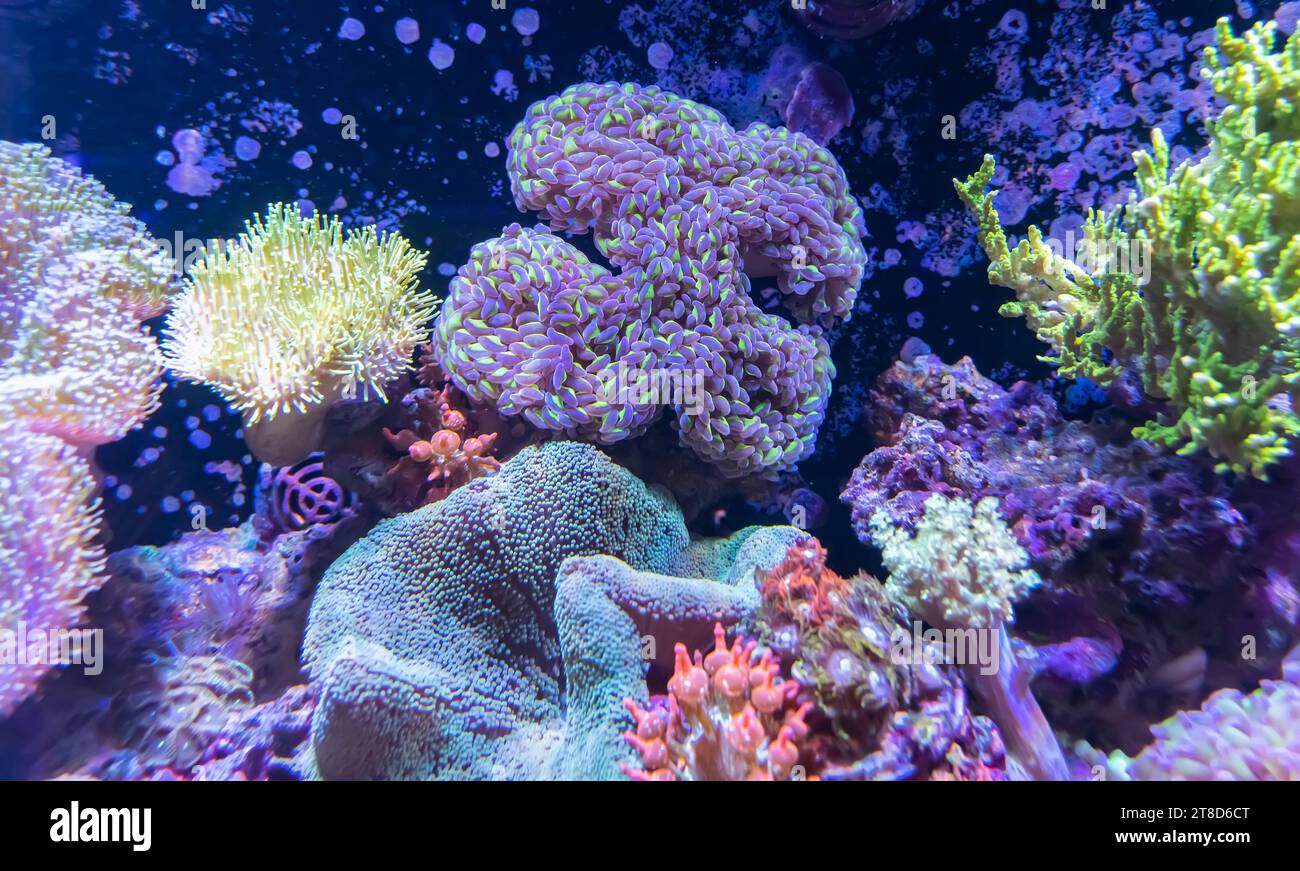 Coral Reef in Sunlightmarine aquarium Stock Photo - Alamy