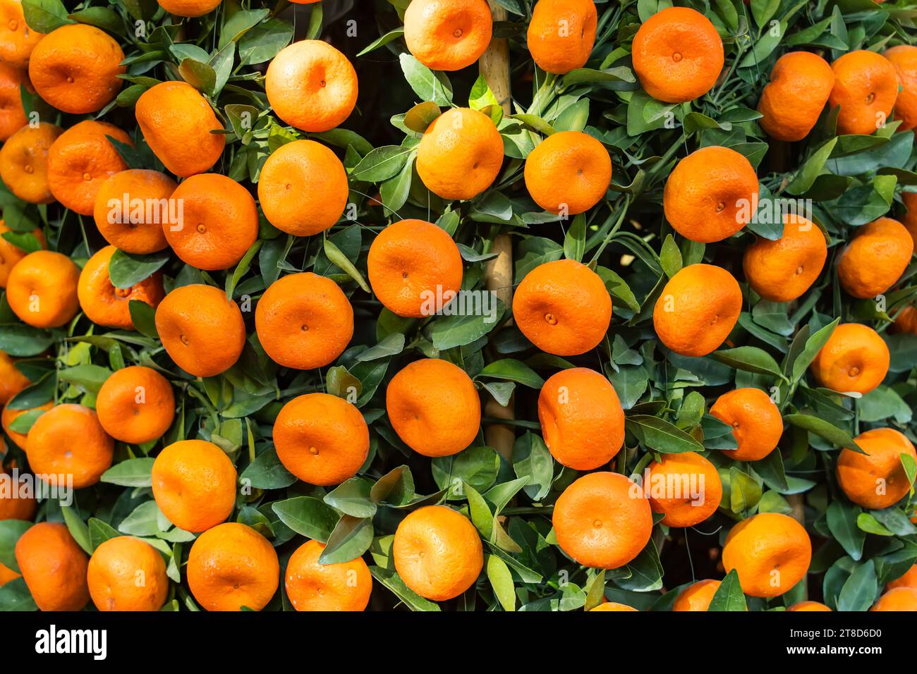 Tangerines, a symbol of good luck at Chinese New Year Stock Photo - Alamy