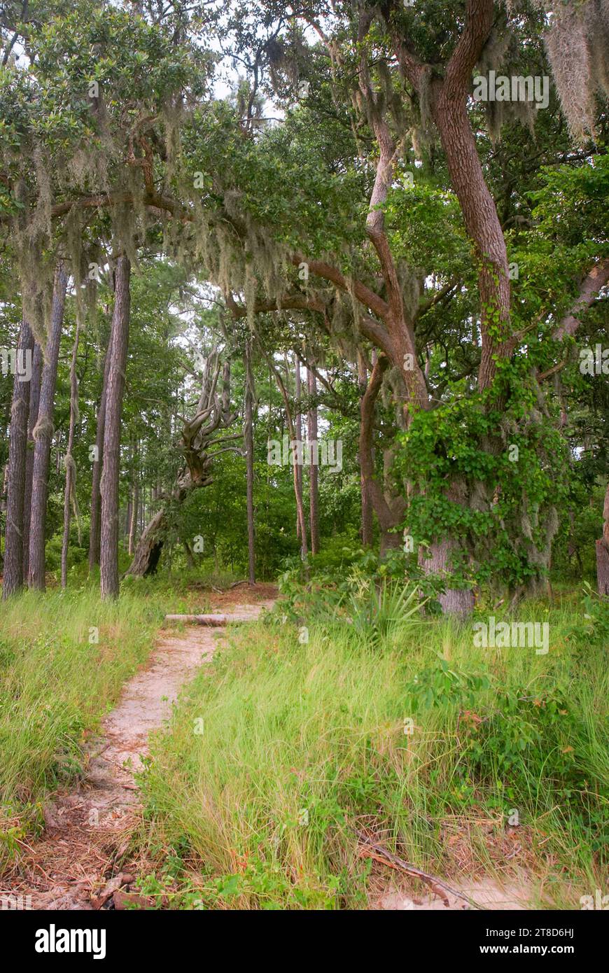 The Goose Creek State Park in North Carolina Stock Photo - Alamy