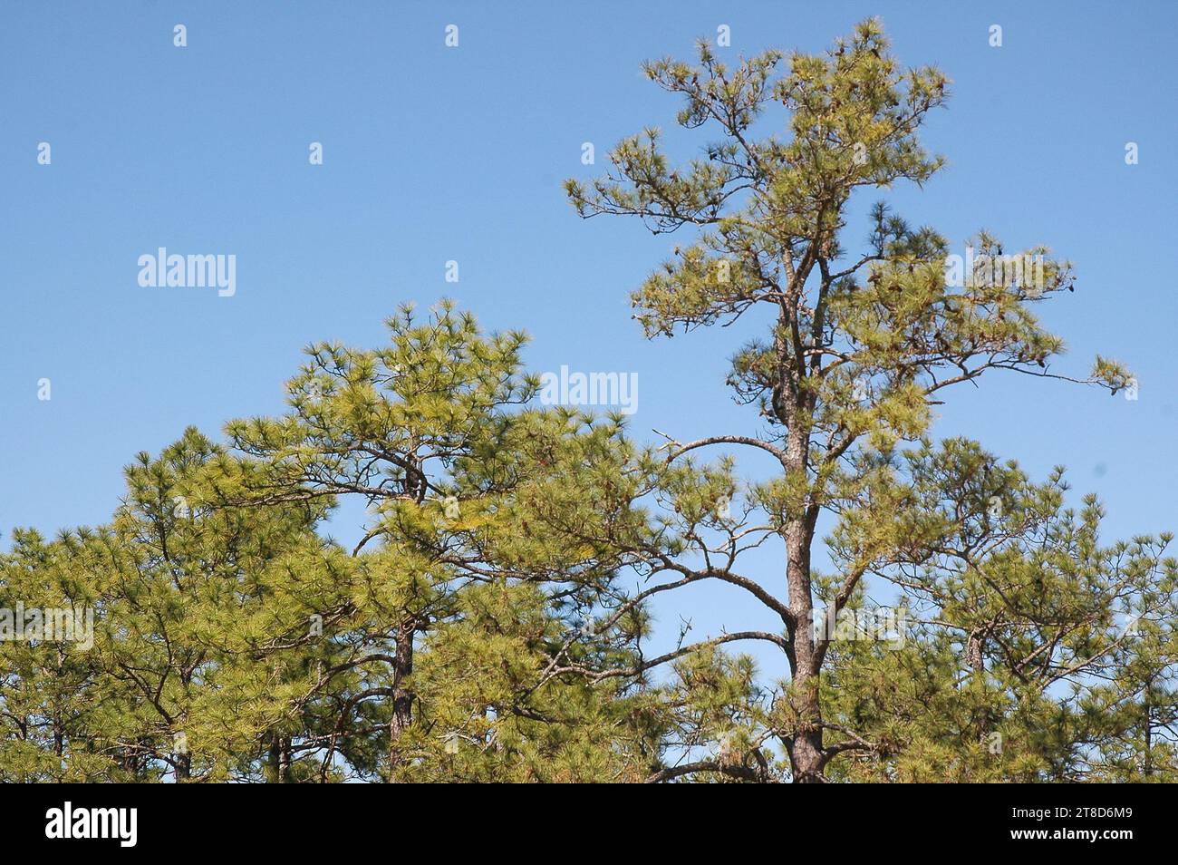 The Croatan National Forest on the Atlantic coast of North Carolina ...