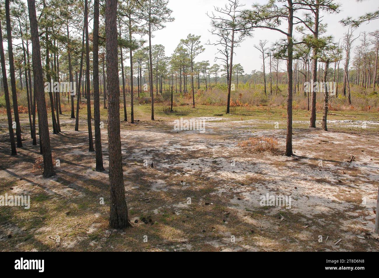 Soundside habitat hi-res stock photography and images - Alamy