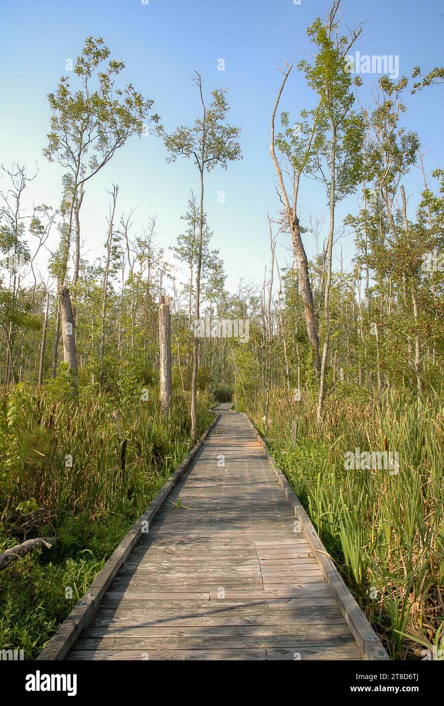 The Goose Creek State Park in North Carolina Stock Photo - Alamy