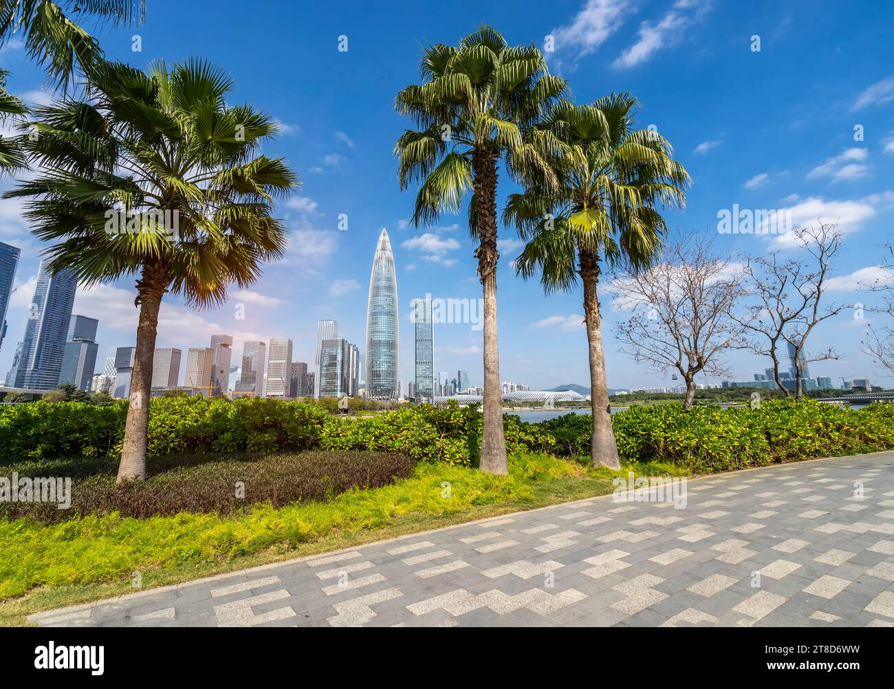 Park in city of Shenzhen China,beautiful mix of green trees combined ...