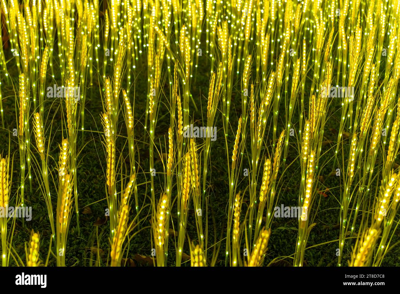 Artificial rice field hi-res stock photography and images - Alamy