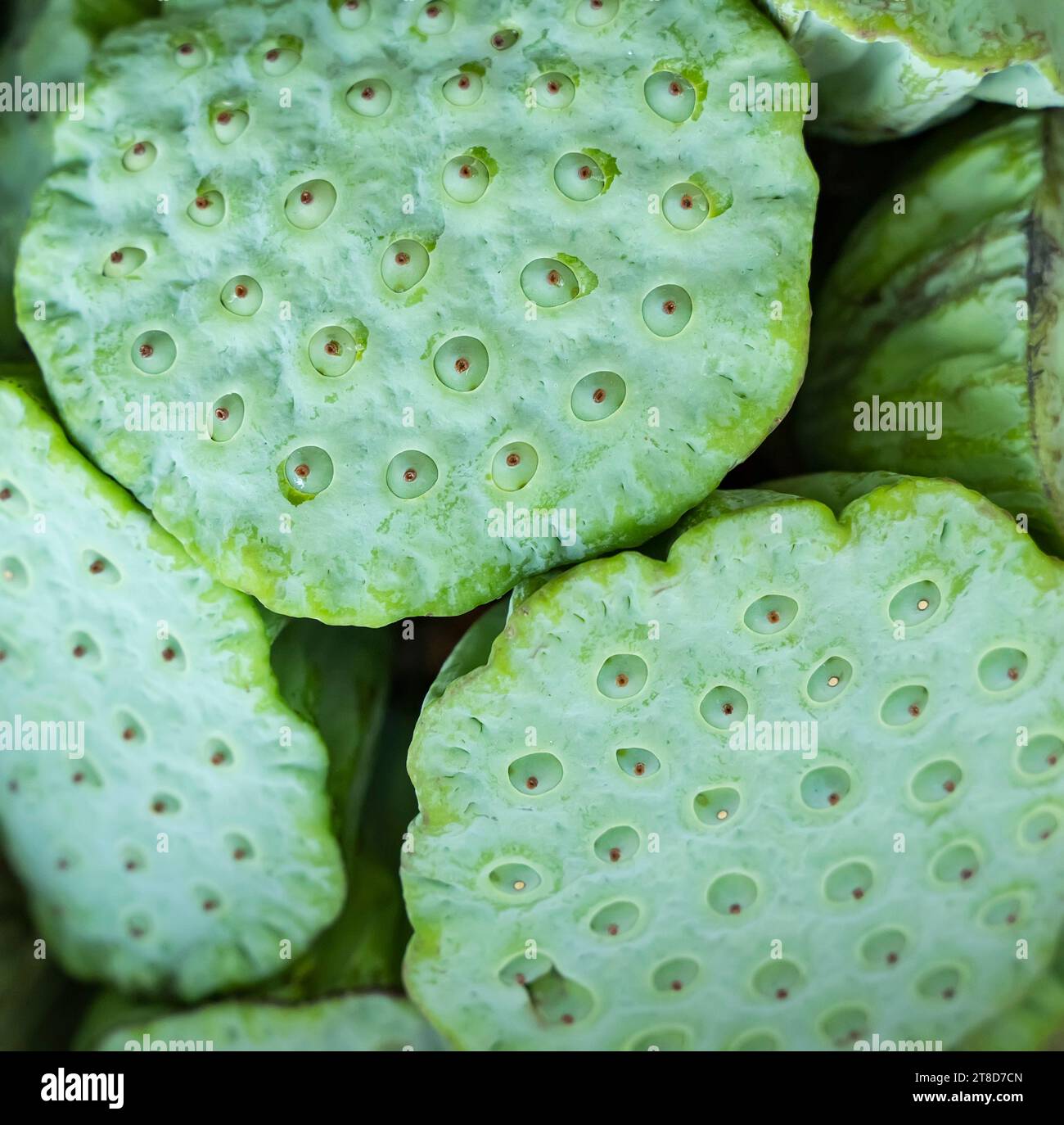 Bunch of Lotus for sale at the street market Stock Photo - Alamy