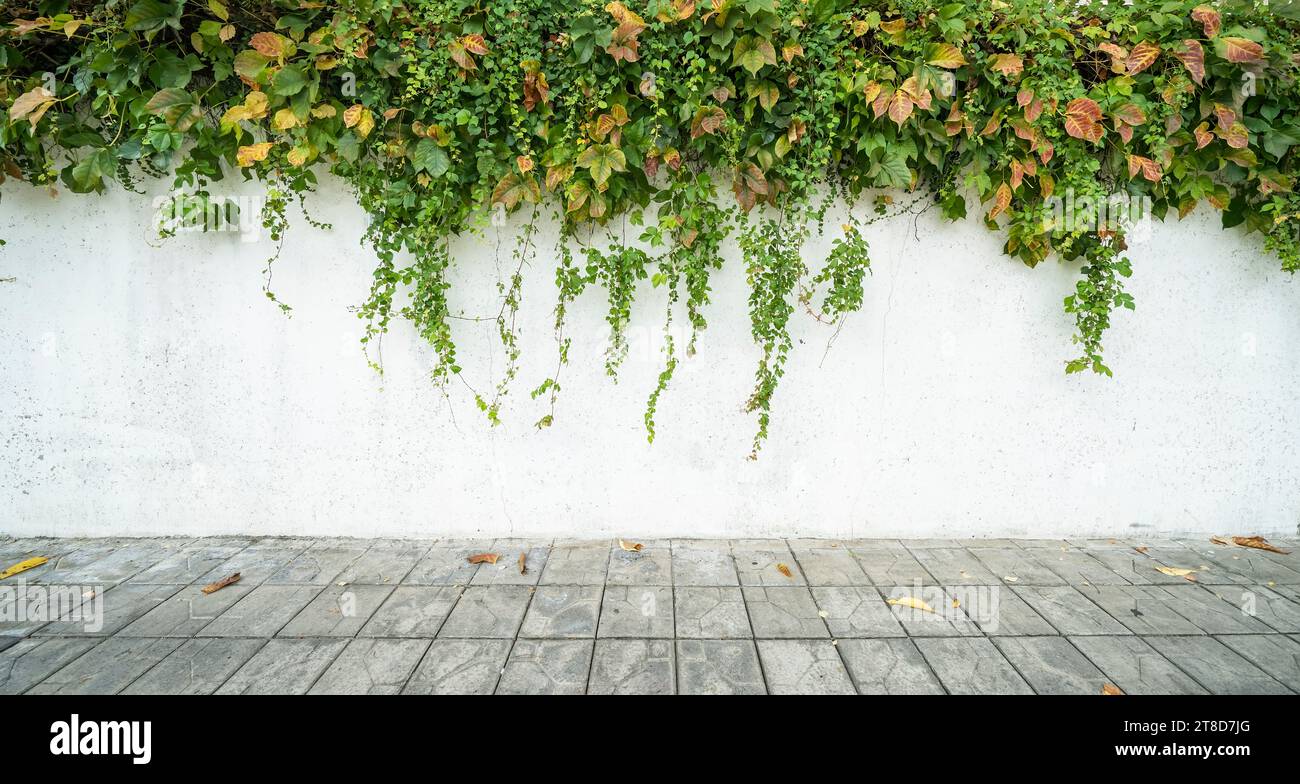 Leaf wall leave exterior hi-res stock photography and images - Alamy