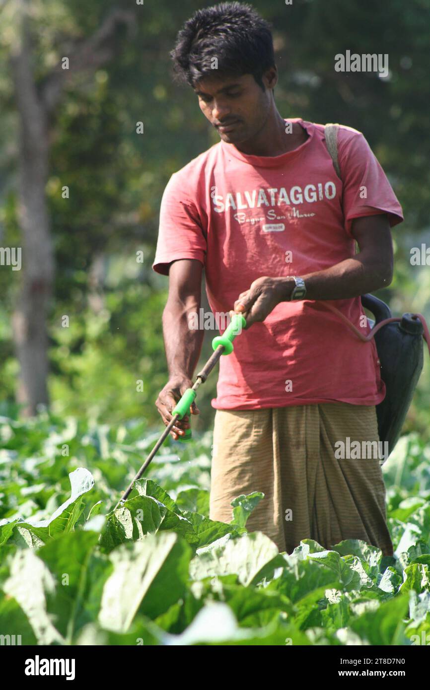 Farmer spreads fertilisers at a cabbage field. Dumuria, Khulna ...
