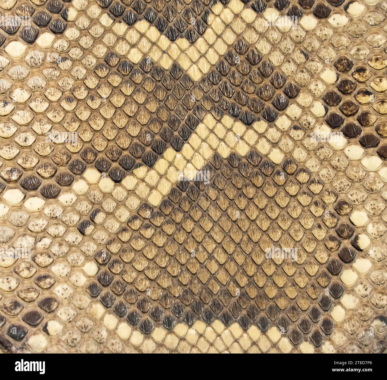 Drum surface from a snake,Boa skin Stock Photo - Alamy