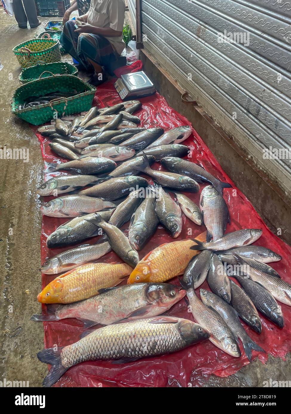 A fish market in chittagong, Bangladesh Stock Photo - Alamy