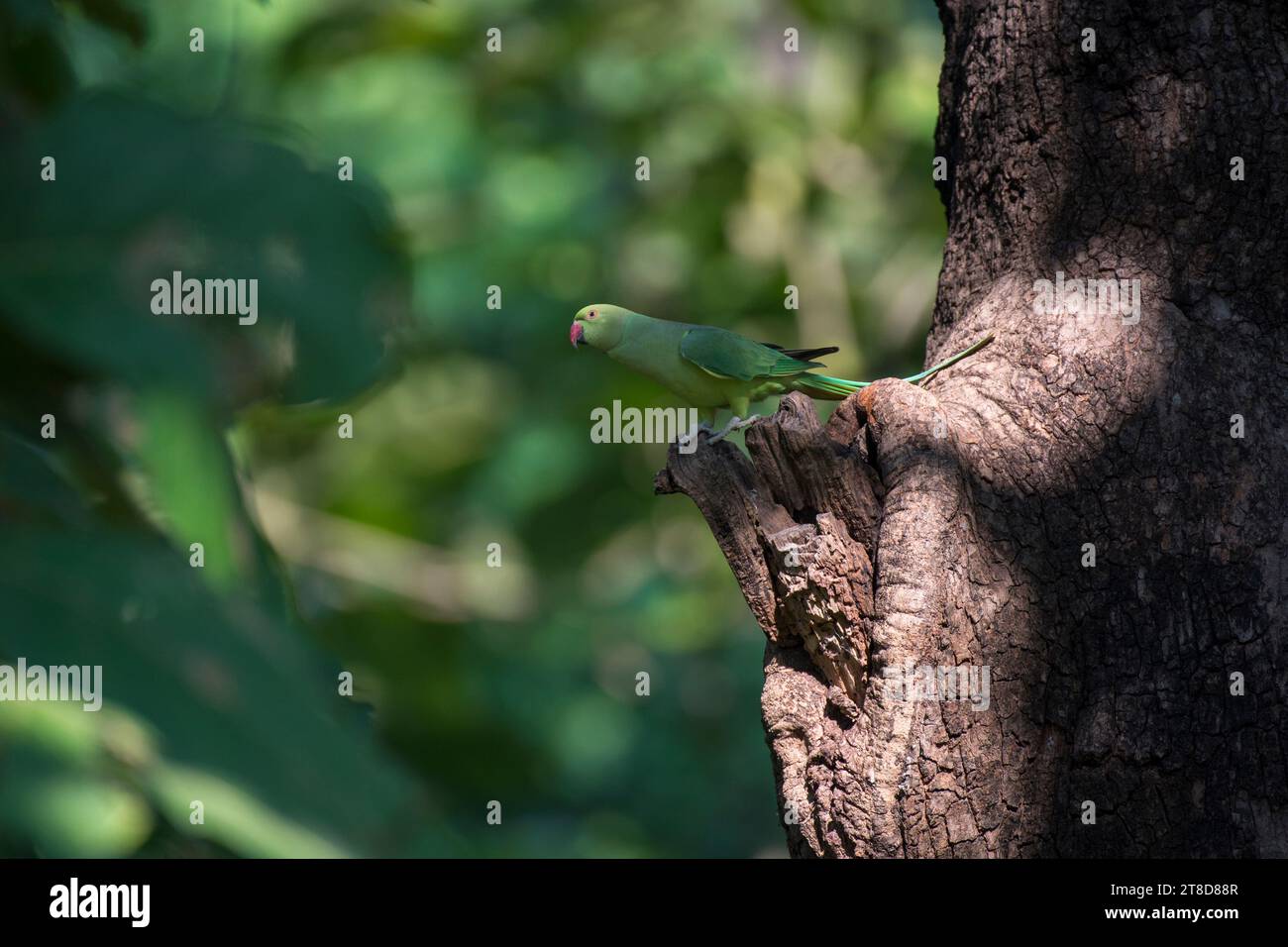 Beautiful parakeet hi-res stock photography and images - Alamy