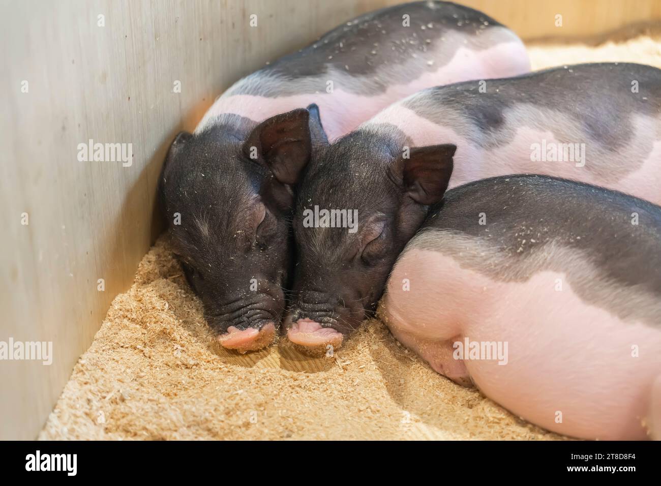 cute pigs sleeping on the farm Stock Photo - Alamy