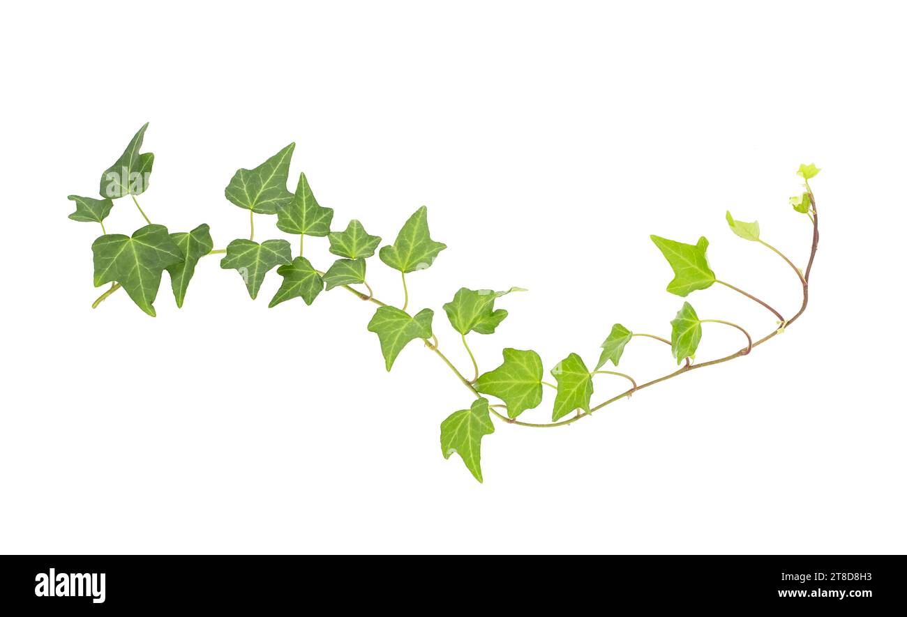 ivy isolated on a white background Stock Photo - Alamy