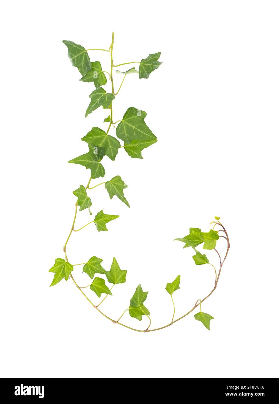 ivy isolated on a white background Stock Photo - Alamy