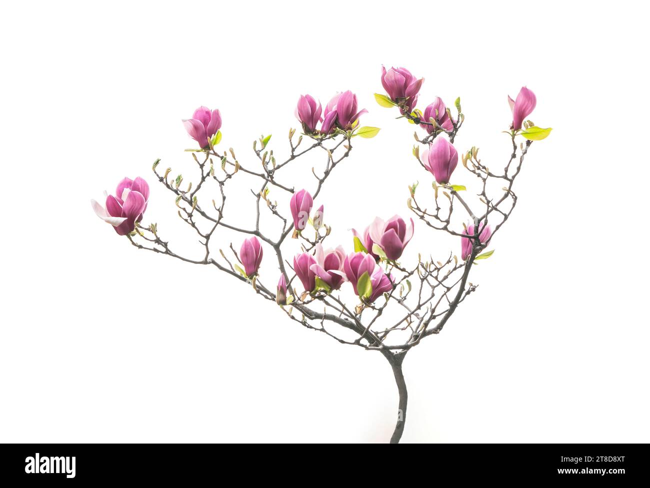 Springtime garden park Cut Out Stock Images & Pictures - Alamy