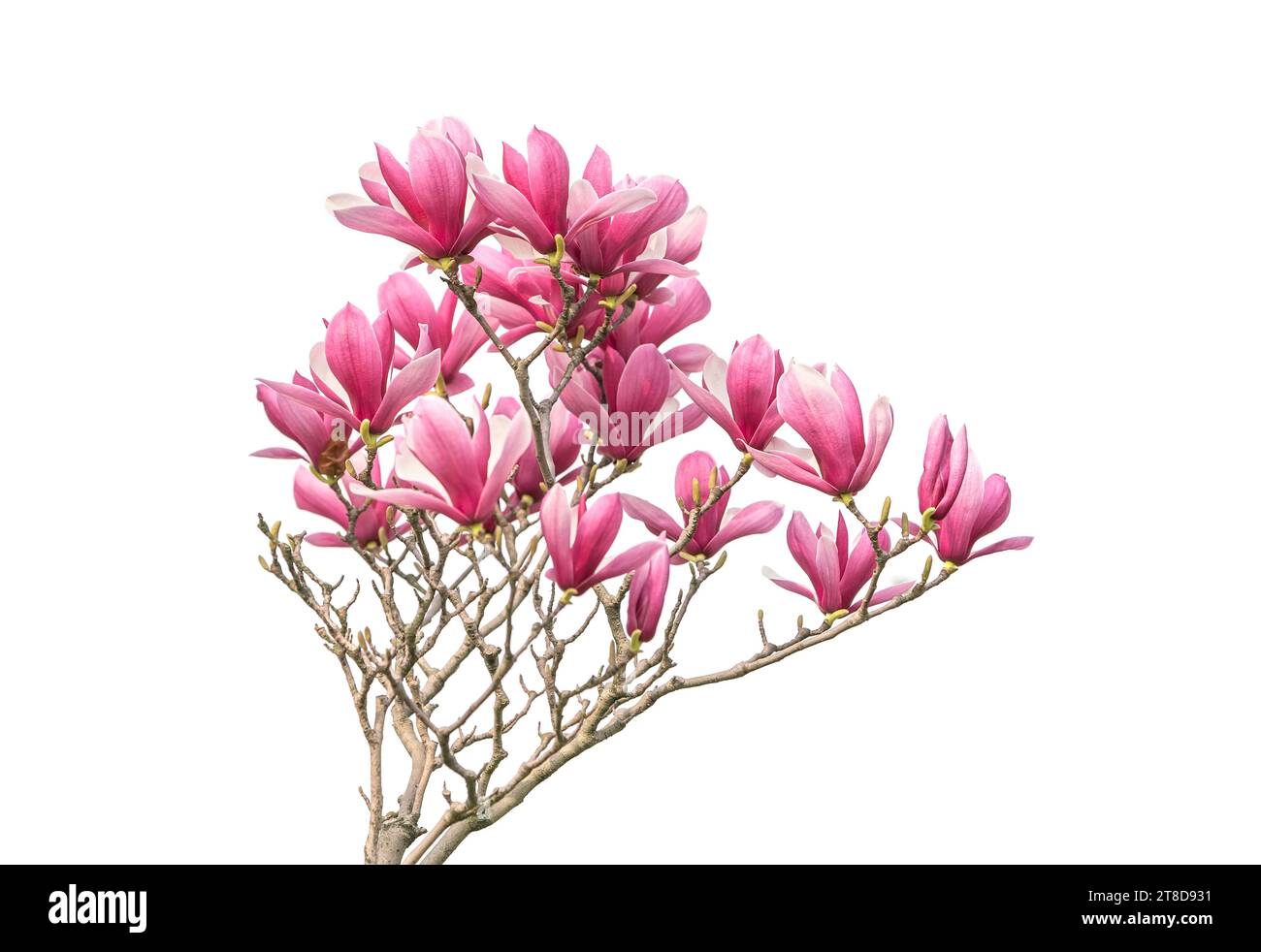 Magnolia tree cut out hi-res stock photography and images - Alamy