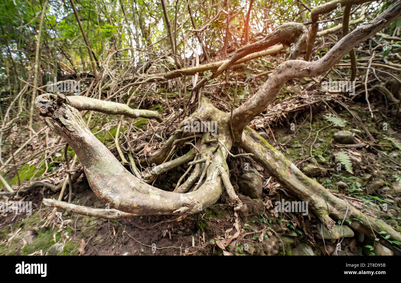 Snag in forest ecology hi-res stock photography and images - Alamy