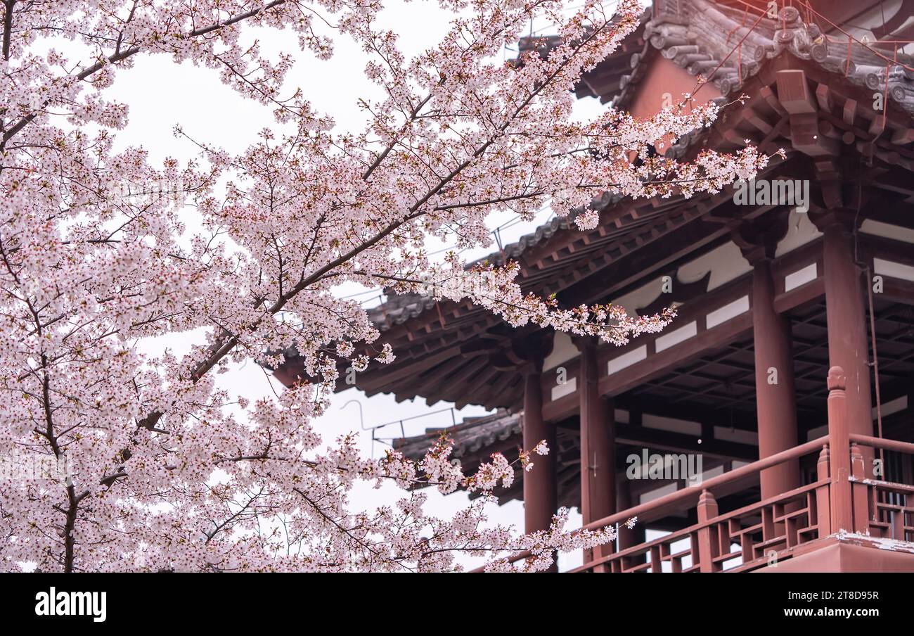 Cherry Blossom with traditional chinese roof in qing long temple,xi an ...