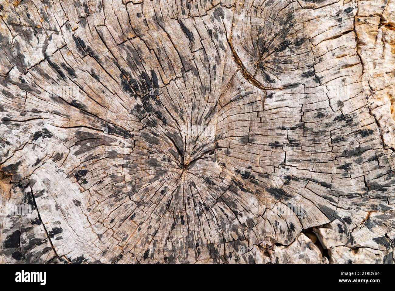 old tree stump texture background. top view Stock Photo - Alamy