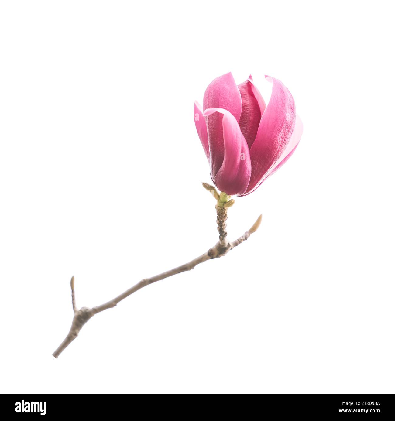Magnolia tree cut out hi-res stock photography and images - Alamy
