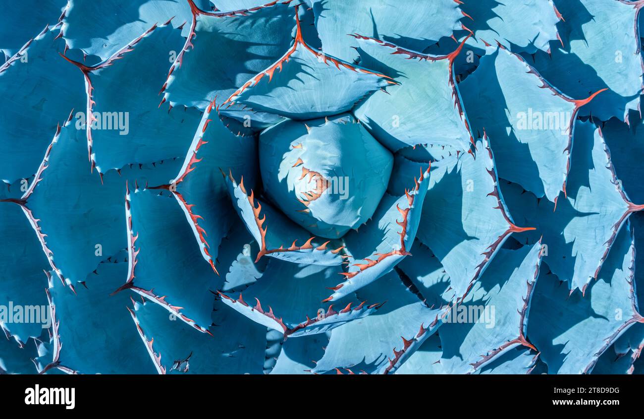 Sharp pointed agave plant leaves Stock Photo - Alamy