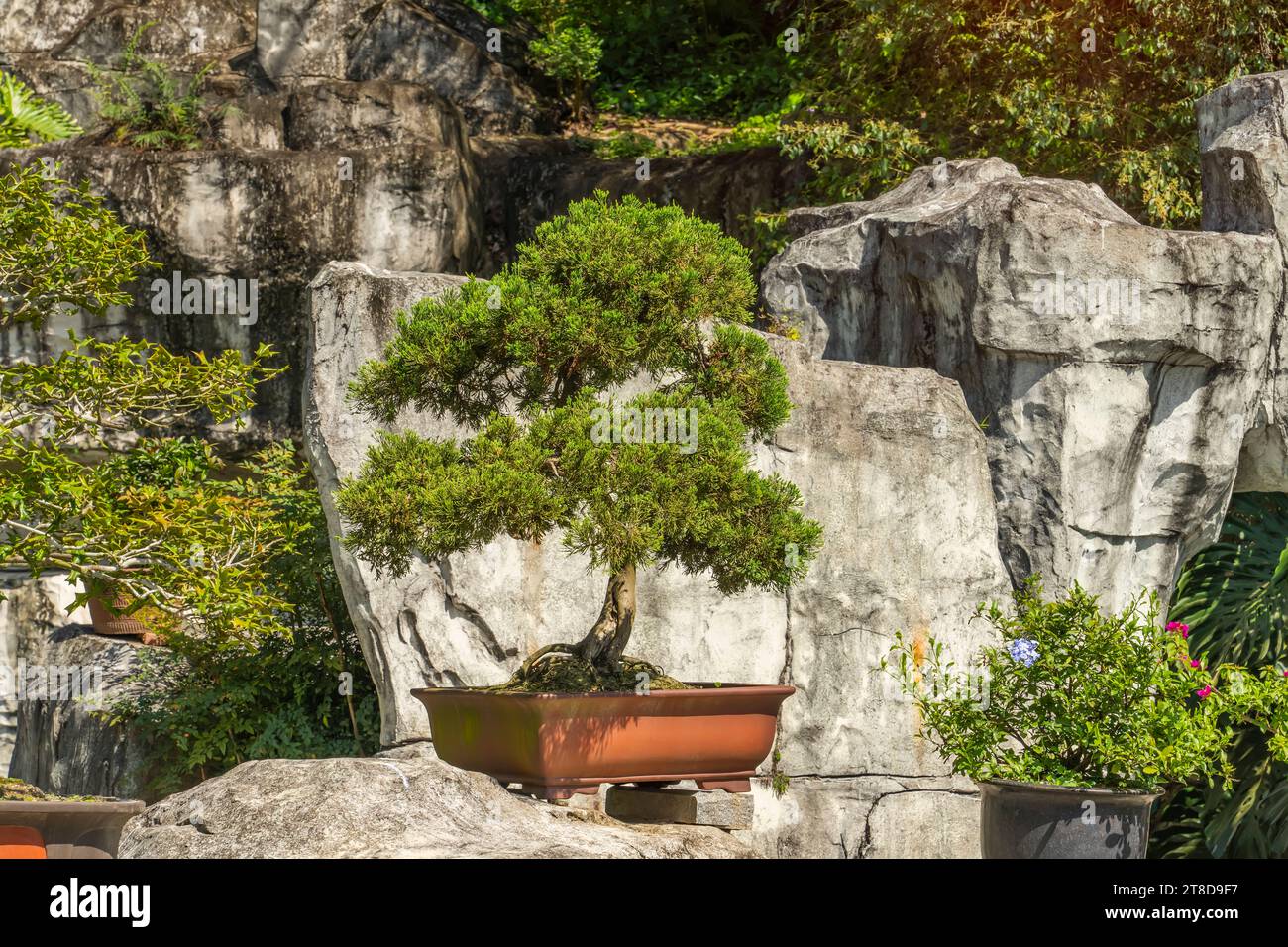 Traditional chinese bonsai tree in garden Stock Photo - Alamy