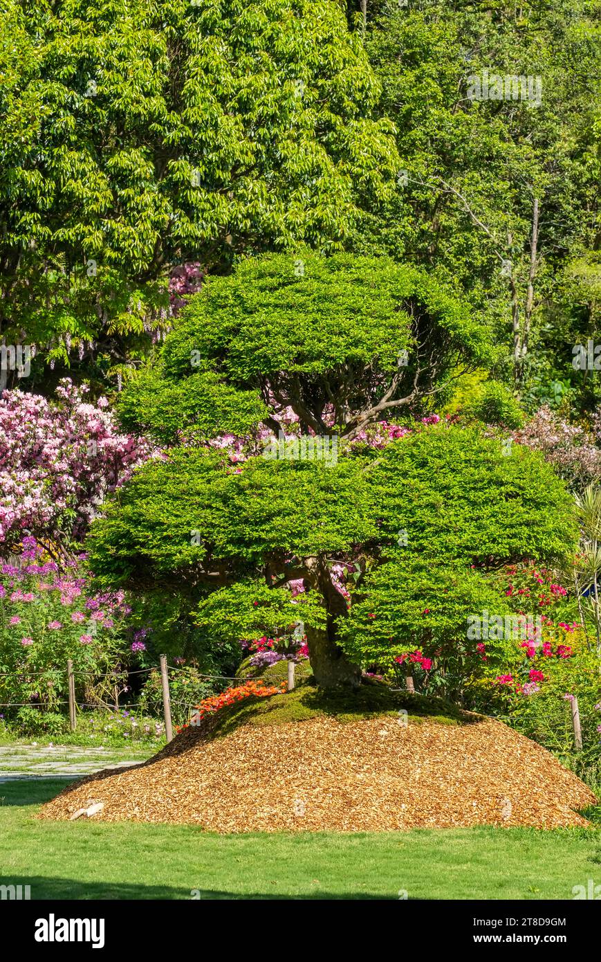 Japanese yew tree podocarpus hi-res stock photography and images - Alamy