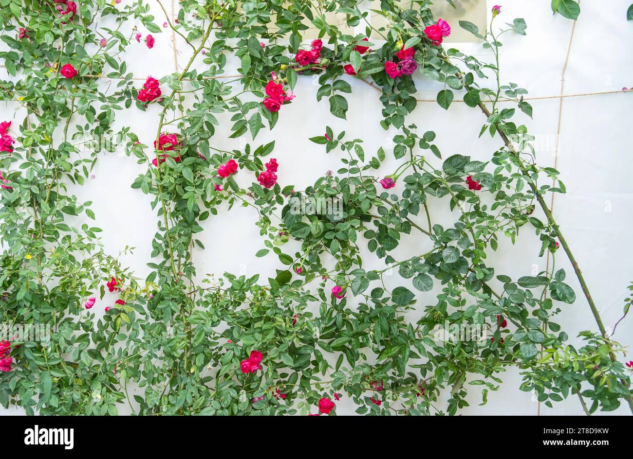 Bush climbing rose on a white wall background Stock Photo - Alamy