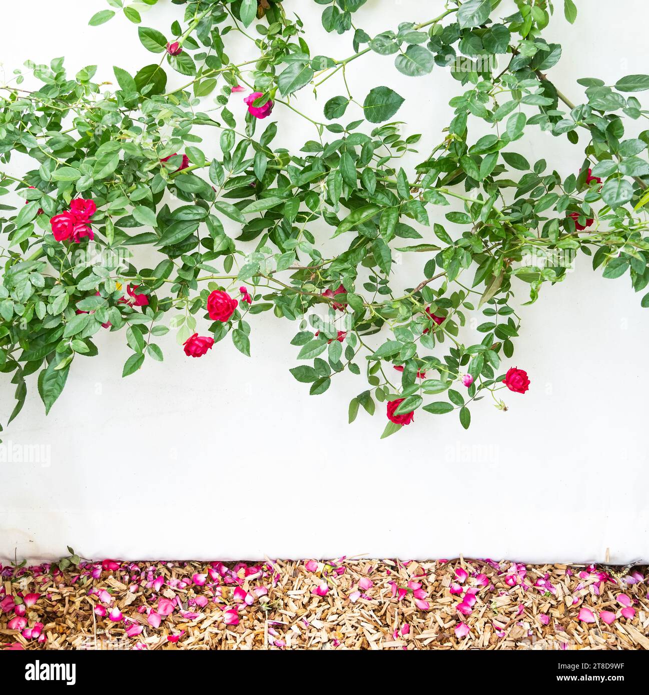 Bush climbing rose on a white wall background Stock Photo - Alamy