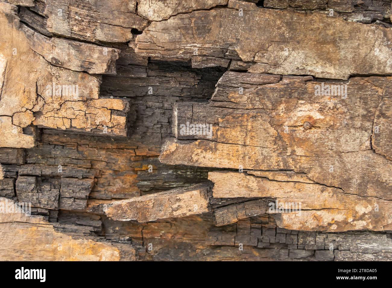 texture of the old spoiled wood damaged Stock Photo - Alamy