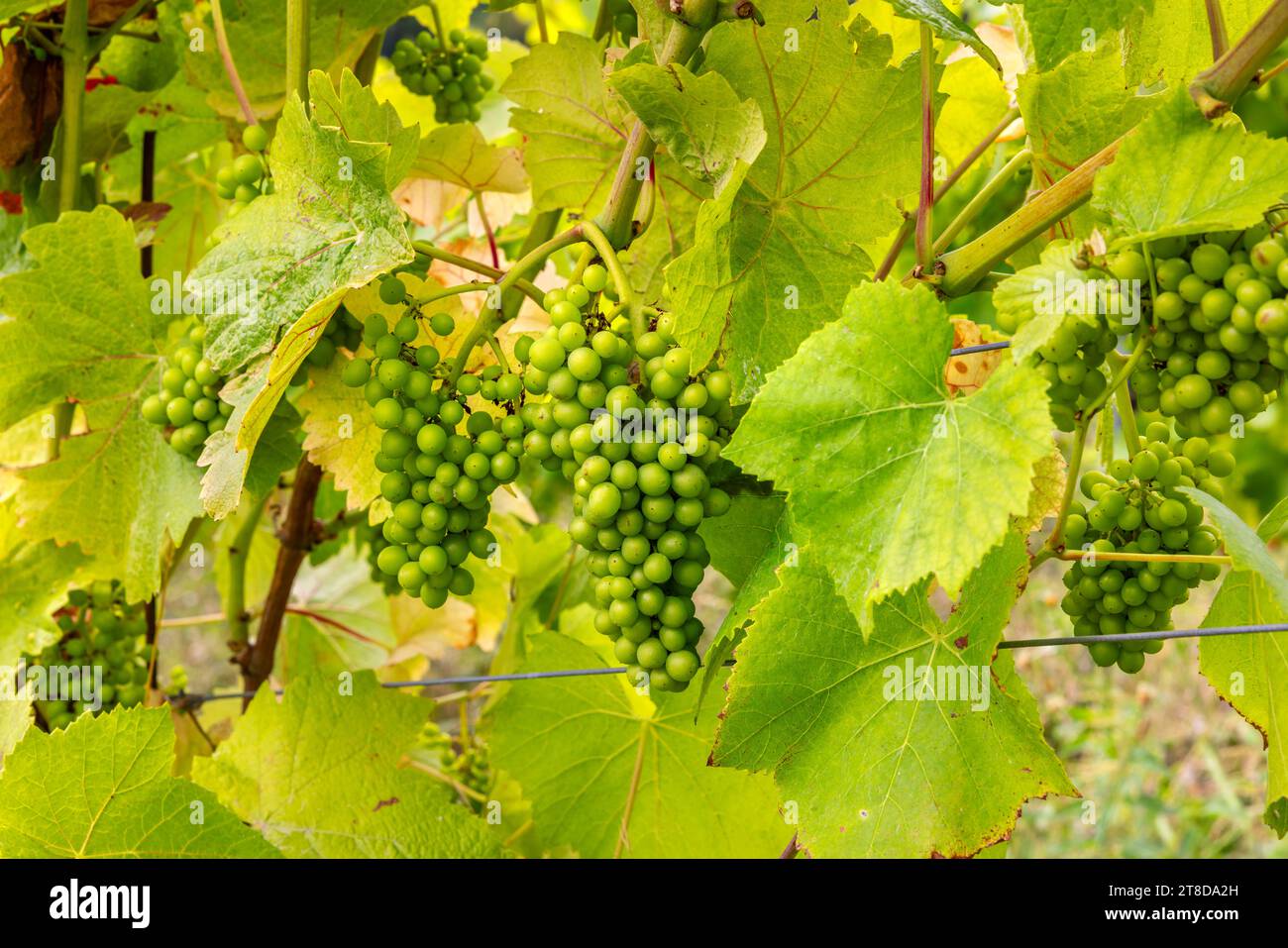 Grape vine uk hi-res stock photography and images - Alamy