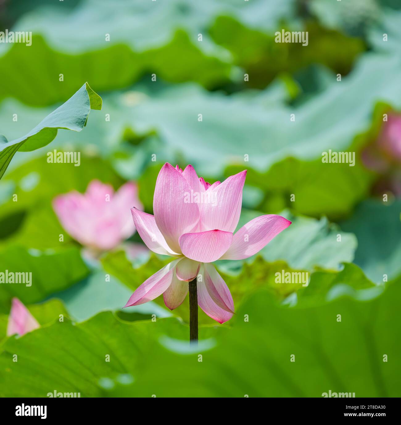 Peaceful serenity in lotus pond hi-res stock photography and images - Alamy
