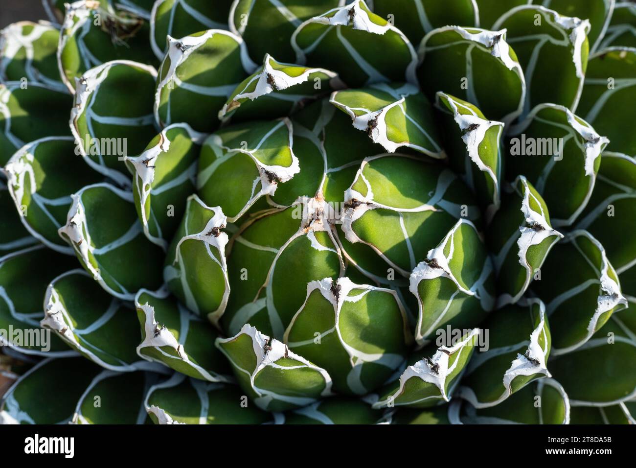Agave victoria reginae with streaks of white on sculptured geometrical ...
