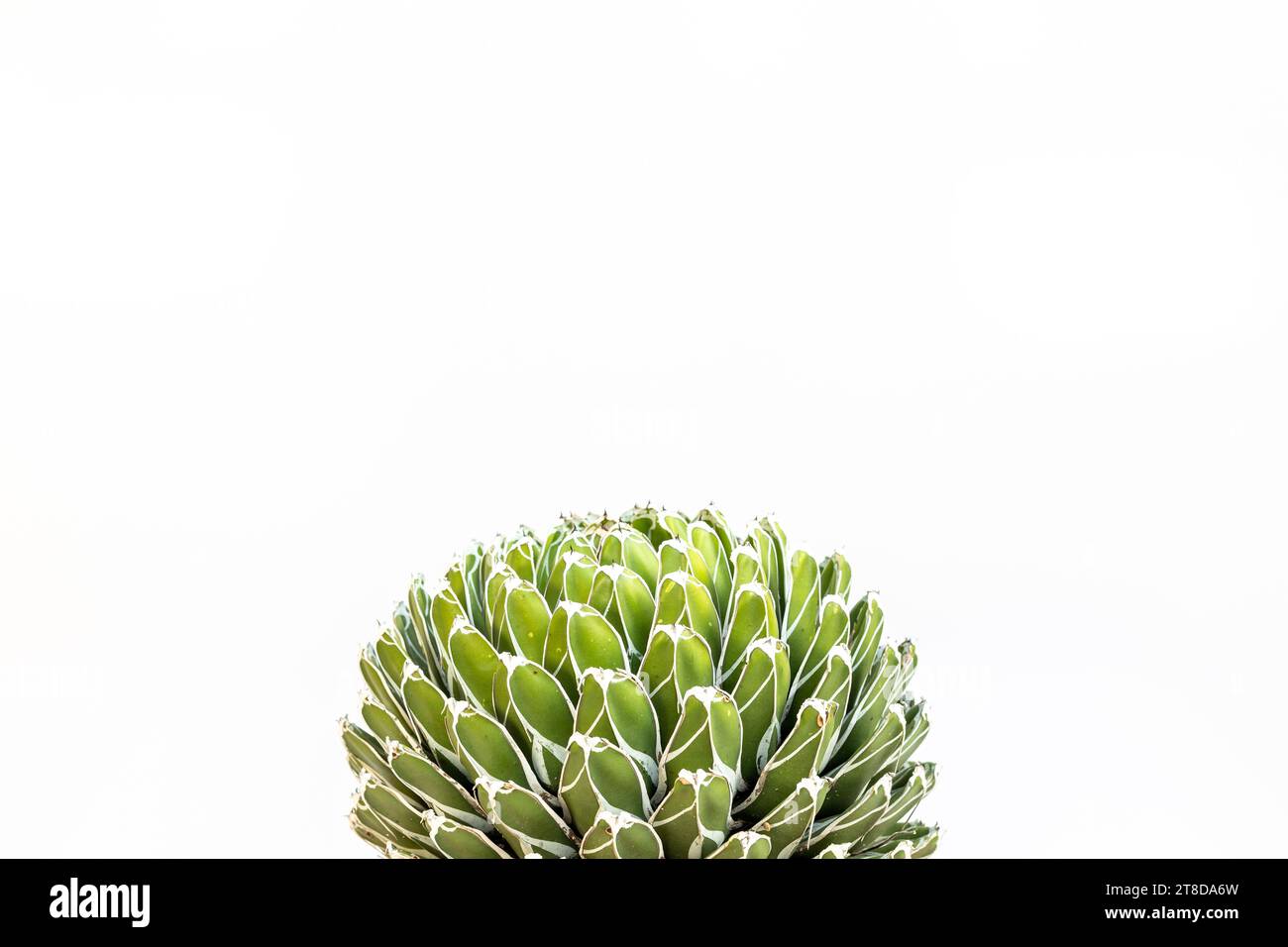 Agave victoria reginae beautiful plant isolated on white background ...