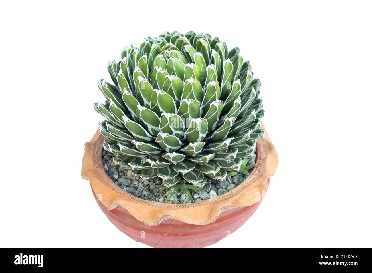 Royal agave or queen victoria agave beautiful plant on white isolated ...