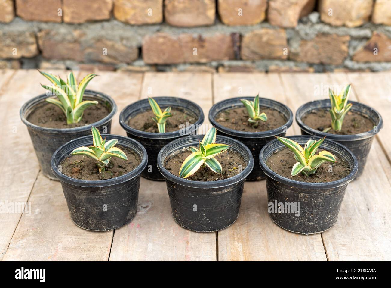 Agave americana plants propagation by separating pups and planting into ...
