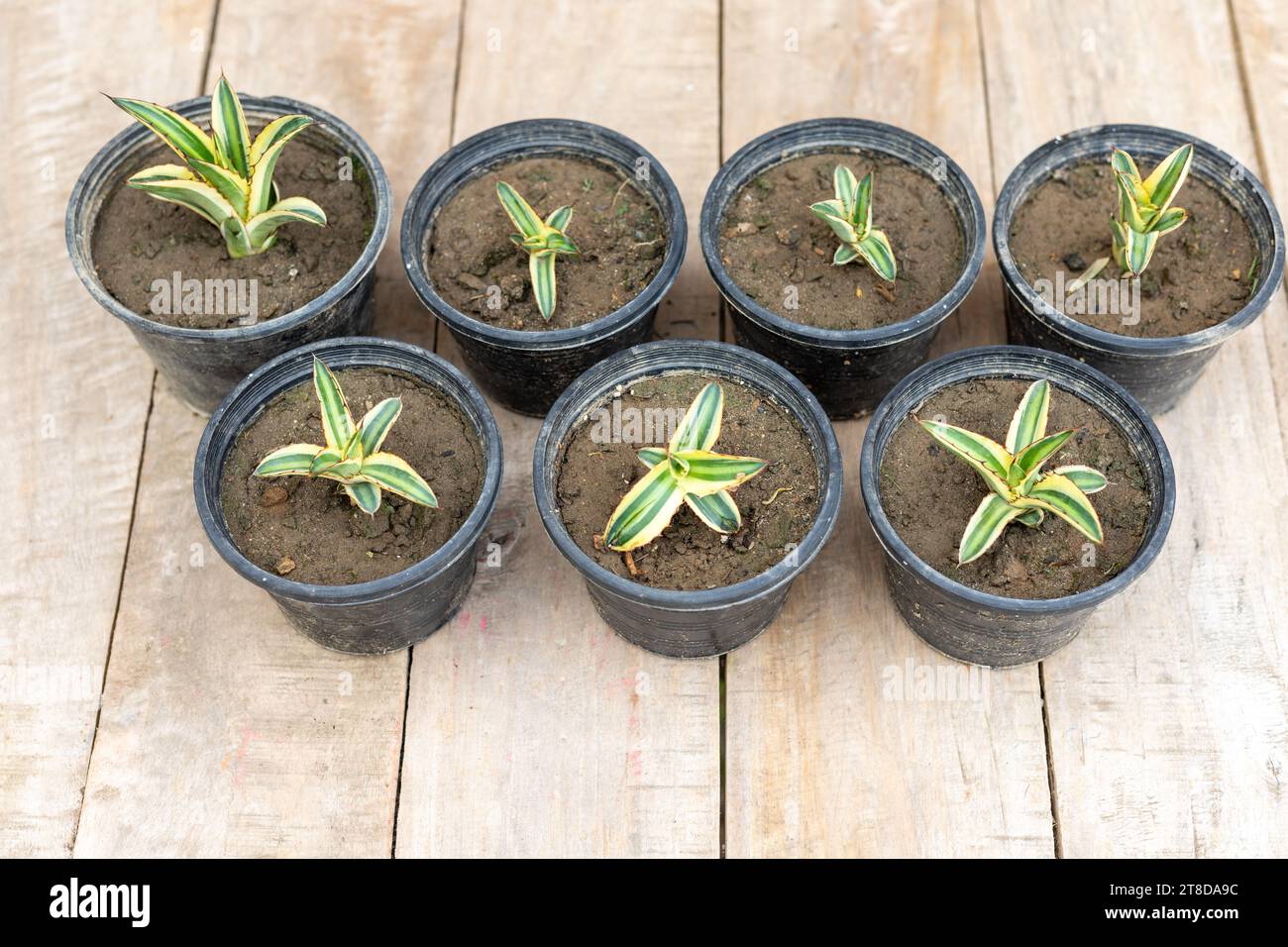 Propagation of small agave americana plants in plastic pots Stock Photo ...