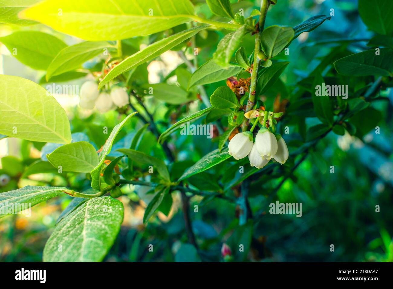 Blueberry blooms with white flowers close-up. Beautiful summer ...