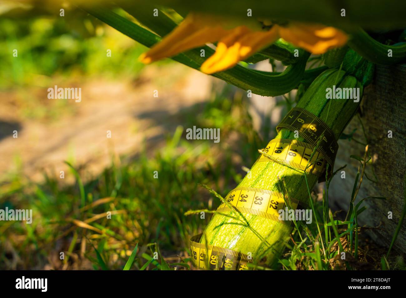 Assessing the zucchini harvest with a measuring tape, close-up ...