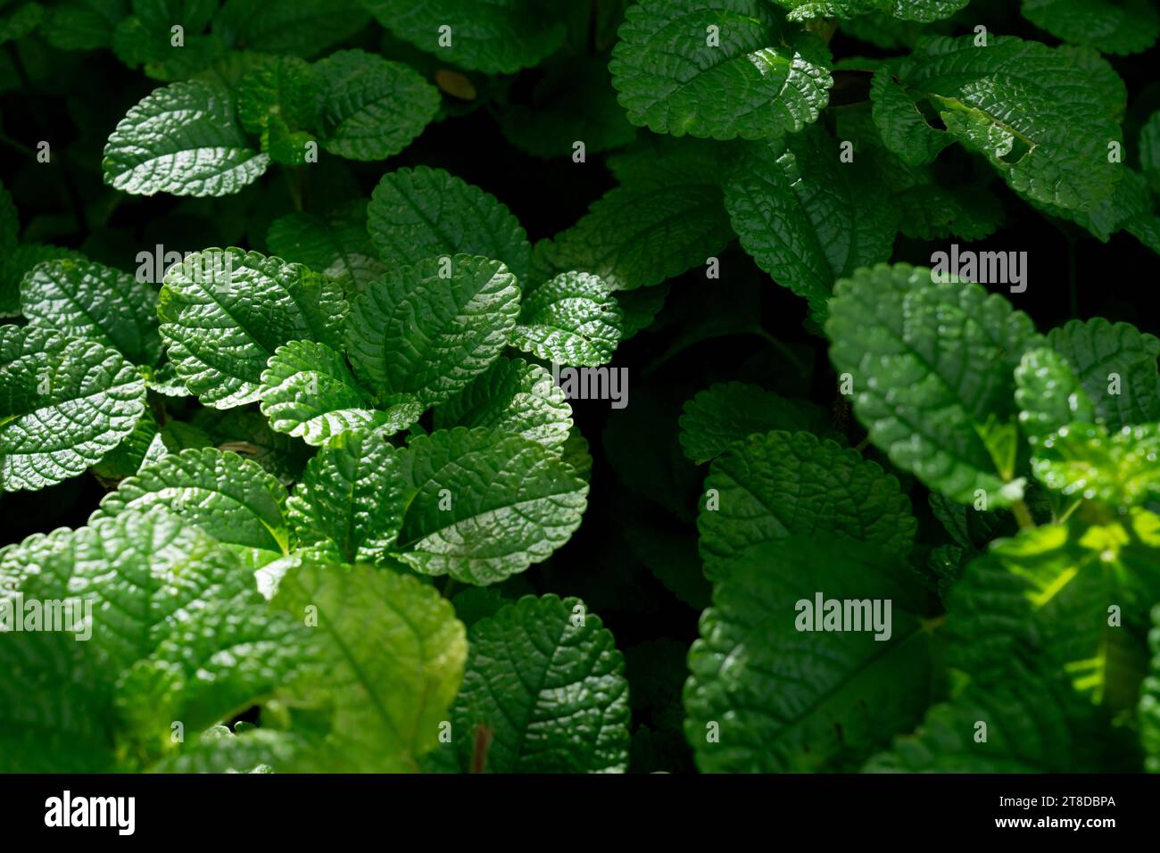 Fresh green mint plants in growth at field. Green natural background ...
