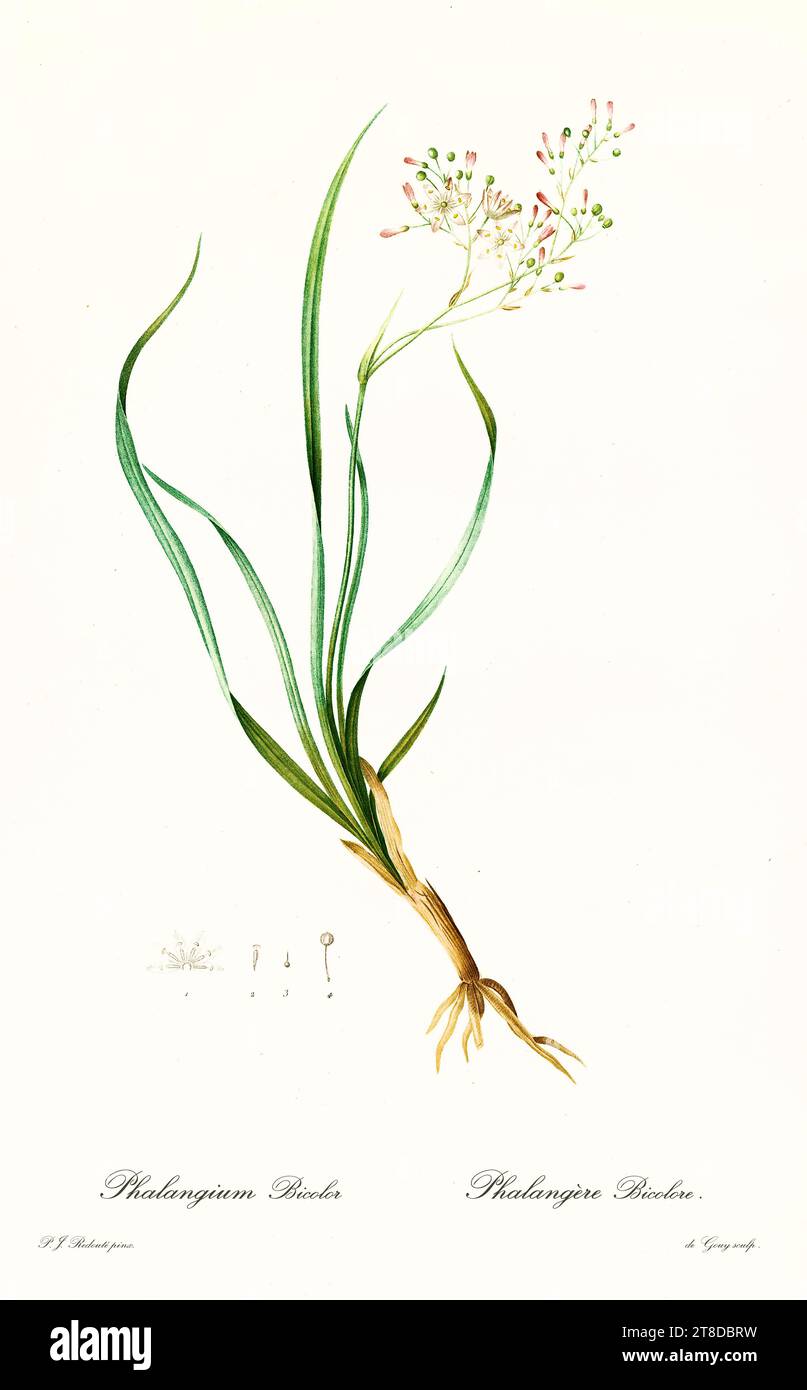 Old illustration of Kerry Lily (Simethis mattiazzii). Les Liliacées, By ...