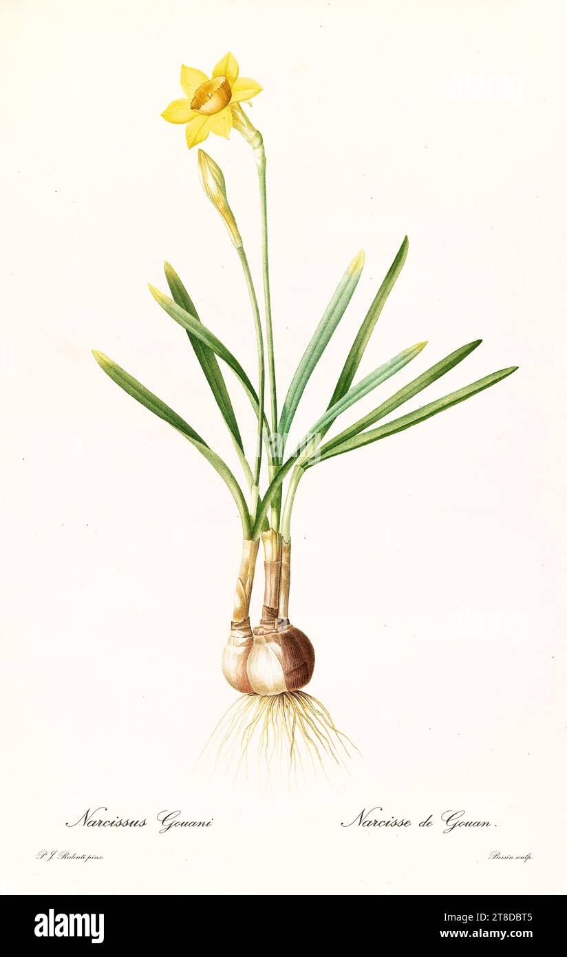 Old illustration of Narcissus incomparabilis. Les Liliacées, By P. J ...