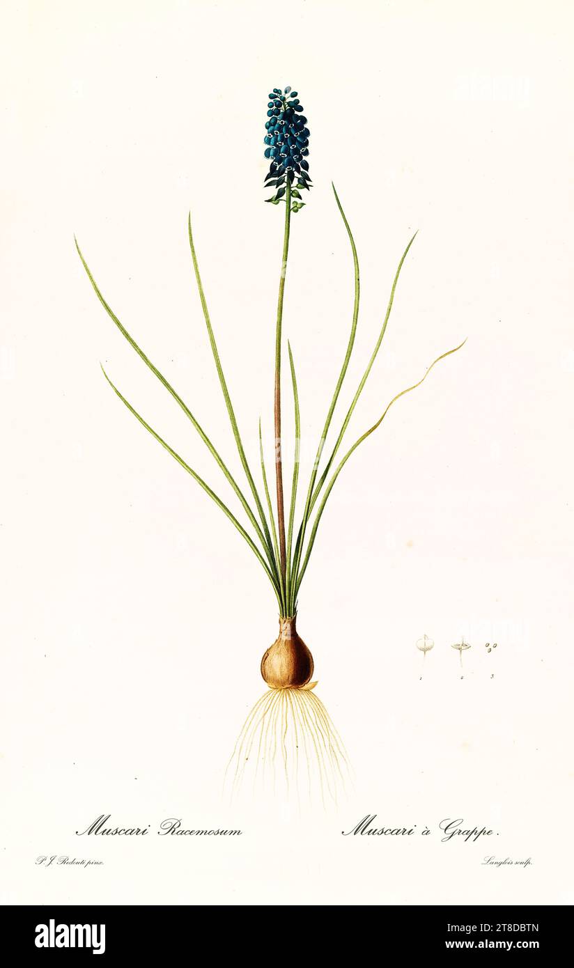 Old illustration of Grape Hyacinth (Muscari racemosum). Les Liliacées ...