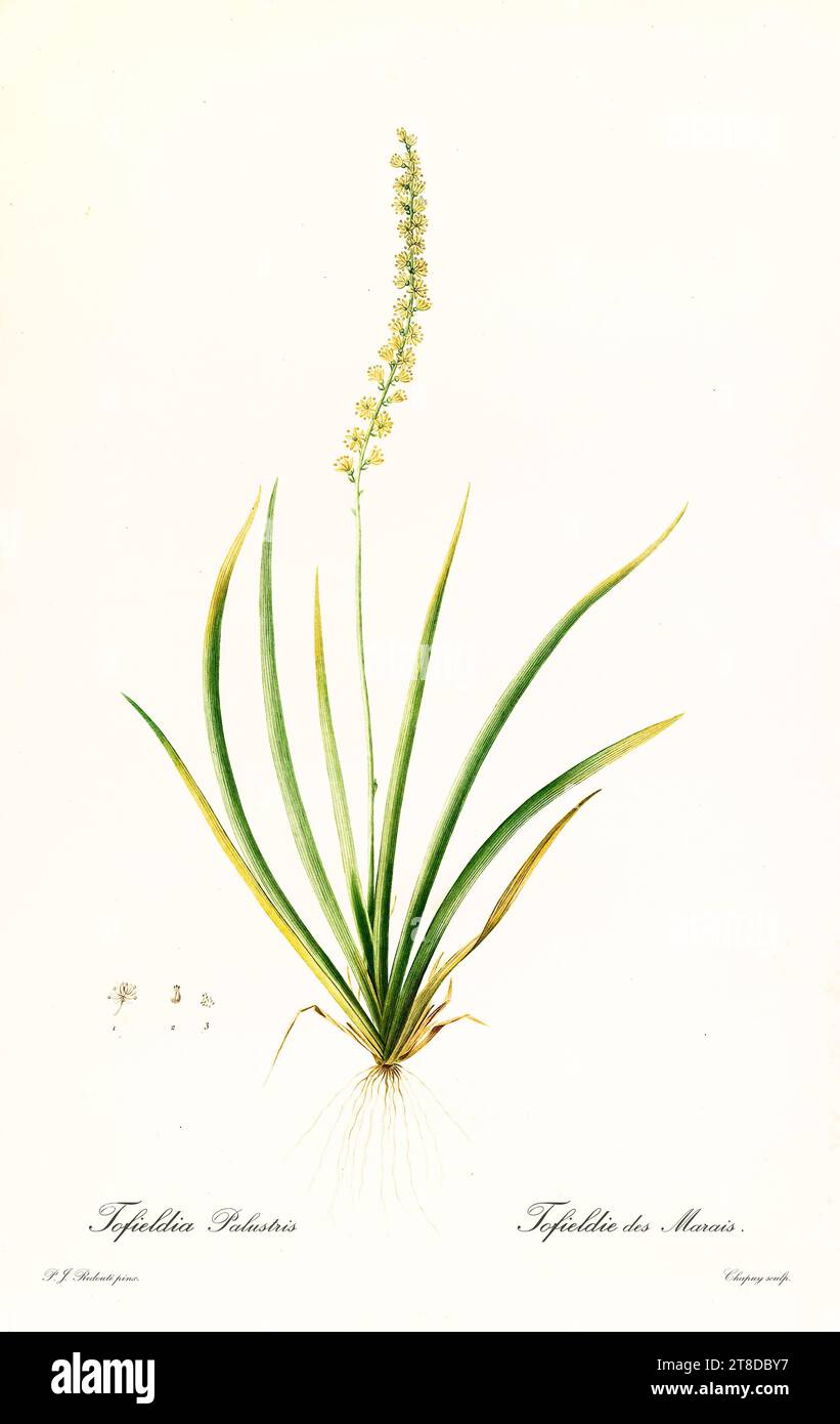 Asphodel painting hi-res stock photography and images - Alamy