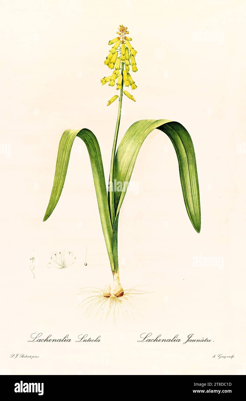 Old illustration of Sand Iris (Iris arenaria). Les Liliacées, By P. J ...