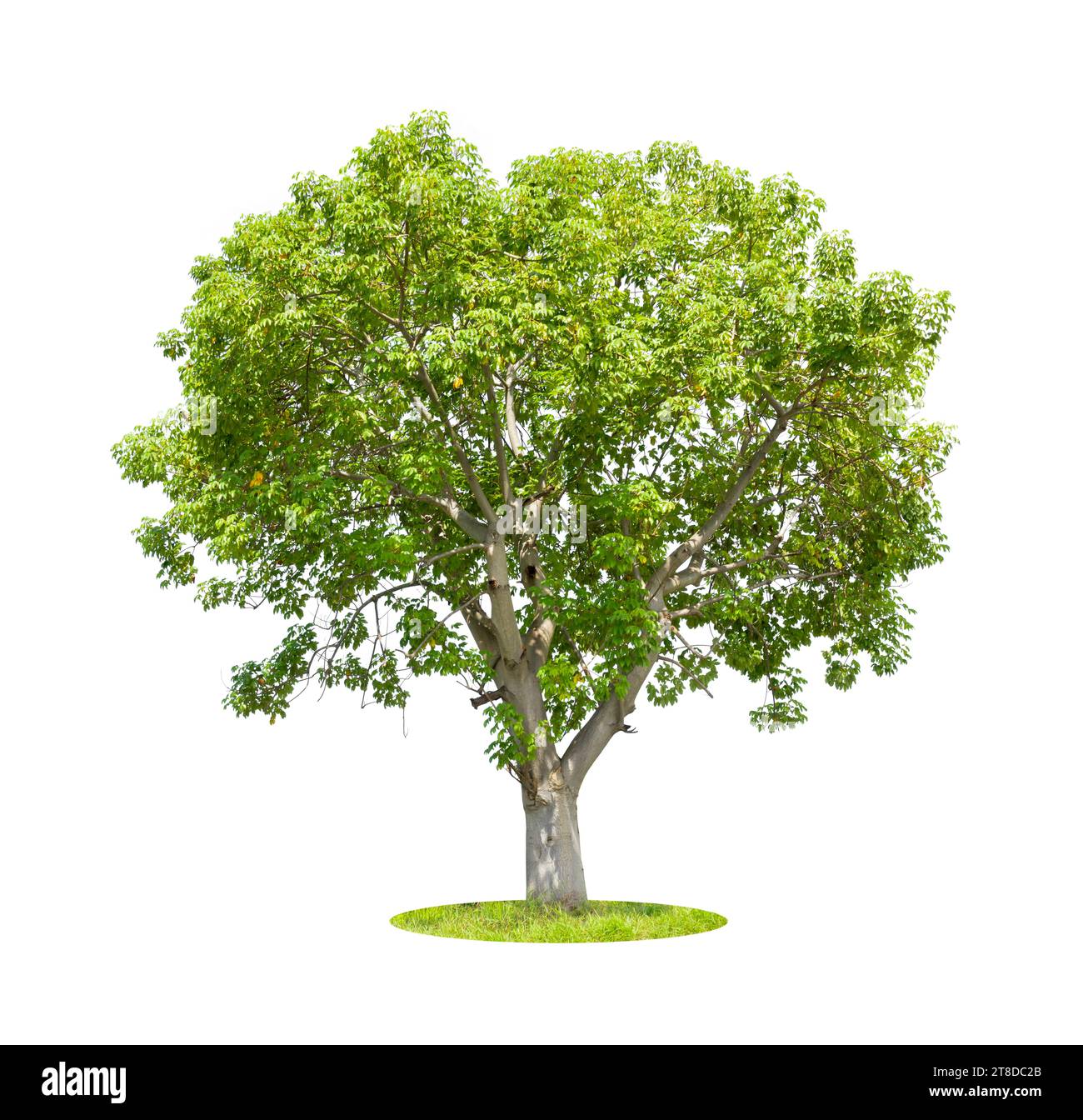 Cochlospermum regium or yellow silk cotton tree isolated on white ...