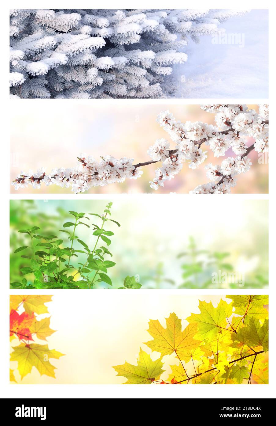 Four seasons of year. Set of horizontal nature banners with winter, spring, summer and autumn ...