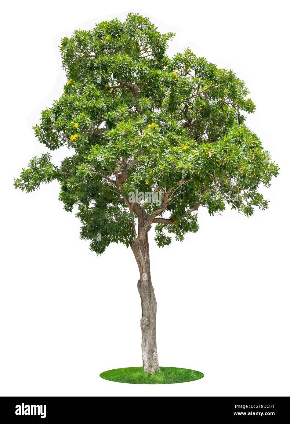 Freshness big green tree isolated on white background Stock Photo - Alamy