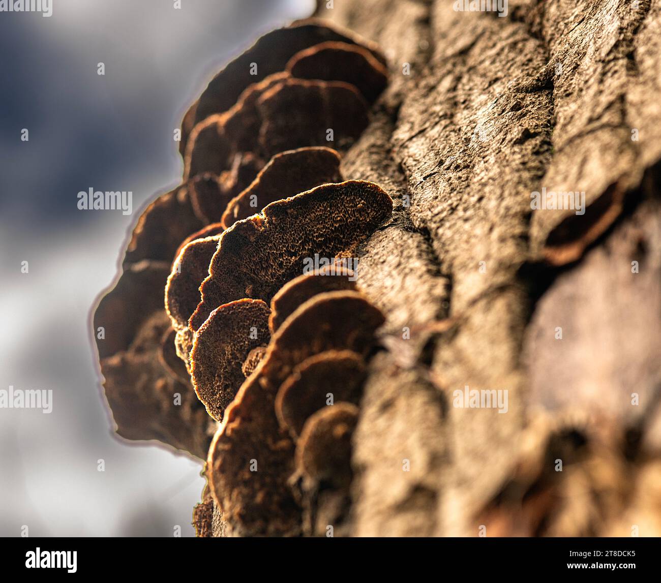 brown mushrooms growing on tree trunks Stock Photo - Alamy